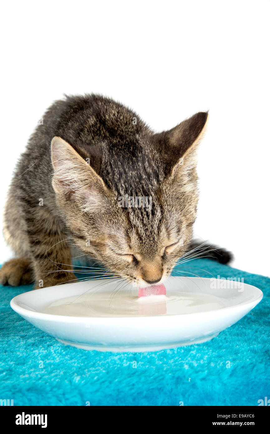 Kitten milk hi-res stock photography and images - Alamy