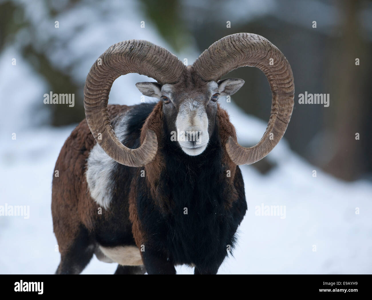 European mouflon (Ovis ammon musimon), ram standing in snow, captive ...