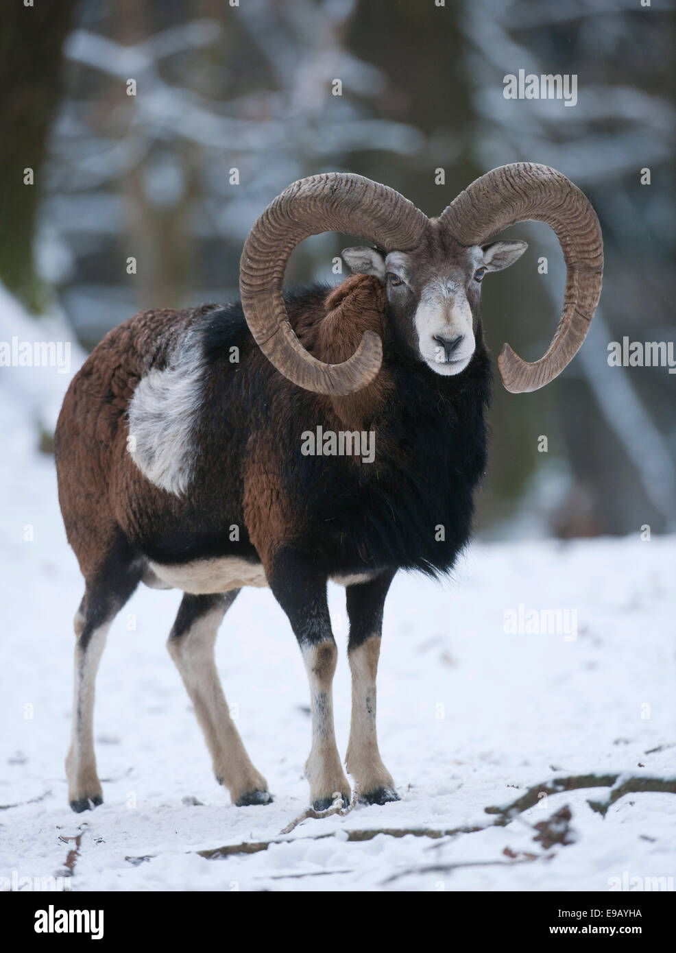 Ram eye hi-res stock photography and images - Alamy