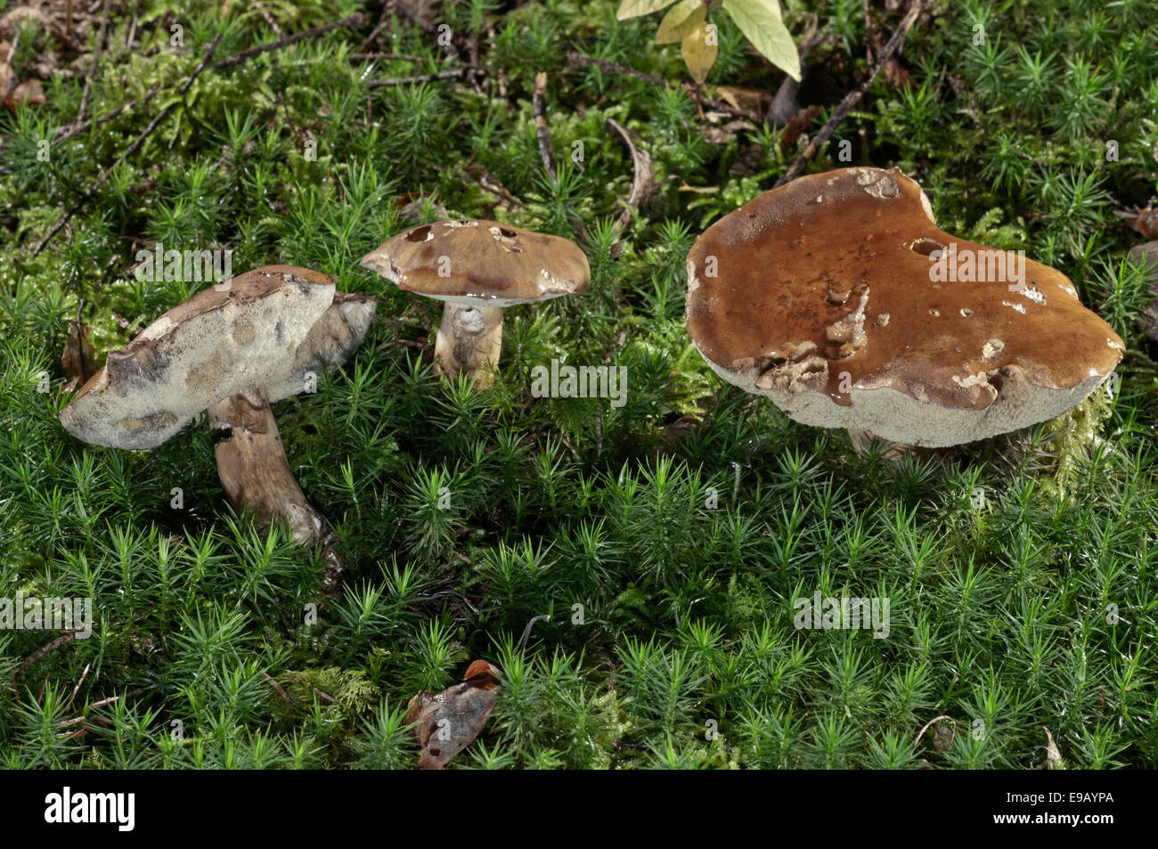 Xerocomus badius hi-res stock photography and images - Alamy