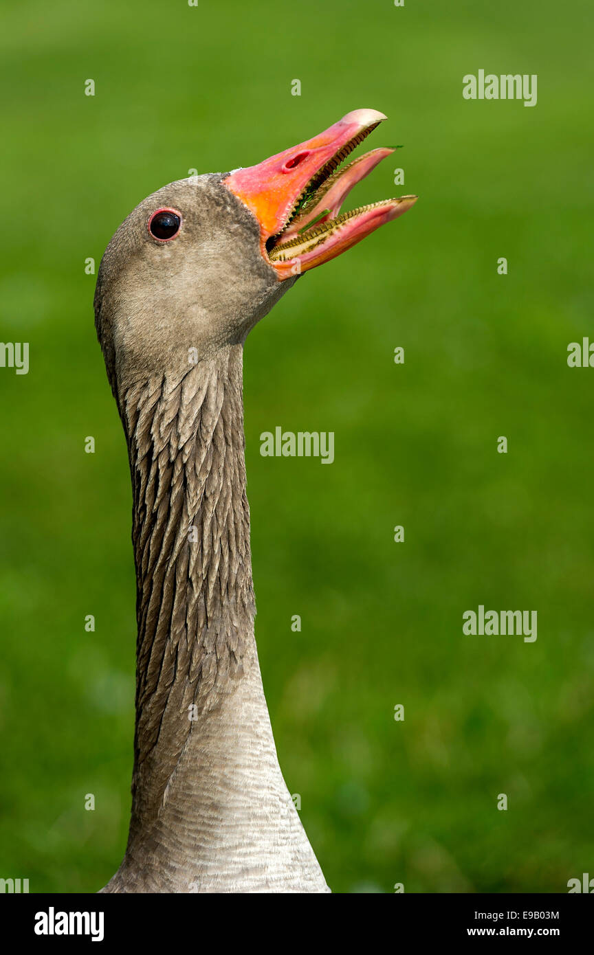 Hiss hi-res stock photography and images - Alamy