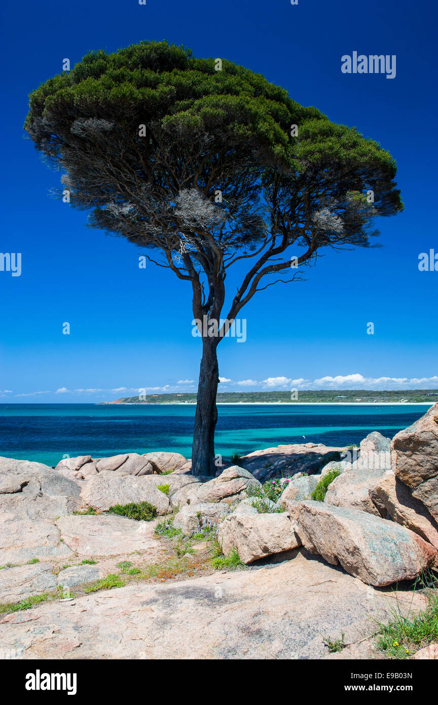 Rocky tree hi-res stock photography and images - Alamy