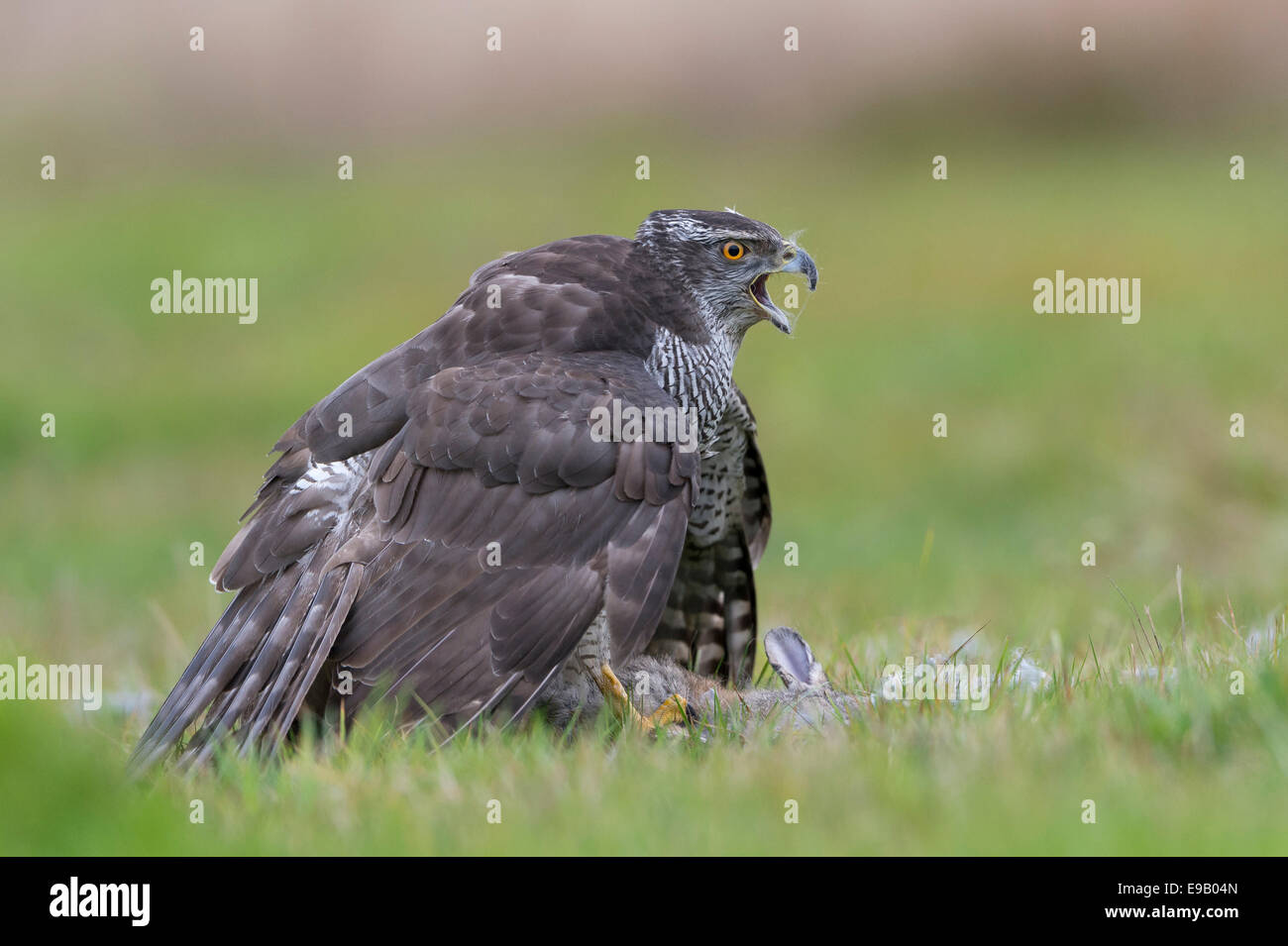 Mantling hi-res stock photography and images - Alamy