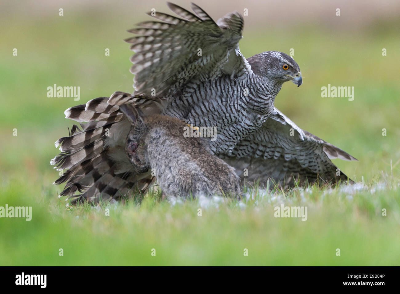Northern Goshawk (Accipiter gentilis) with prey, rabbit, Baden ...