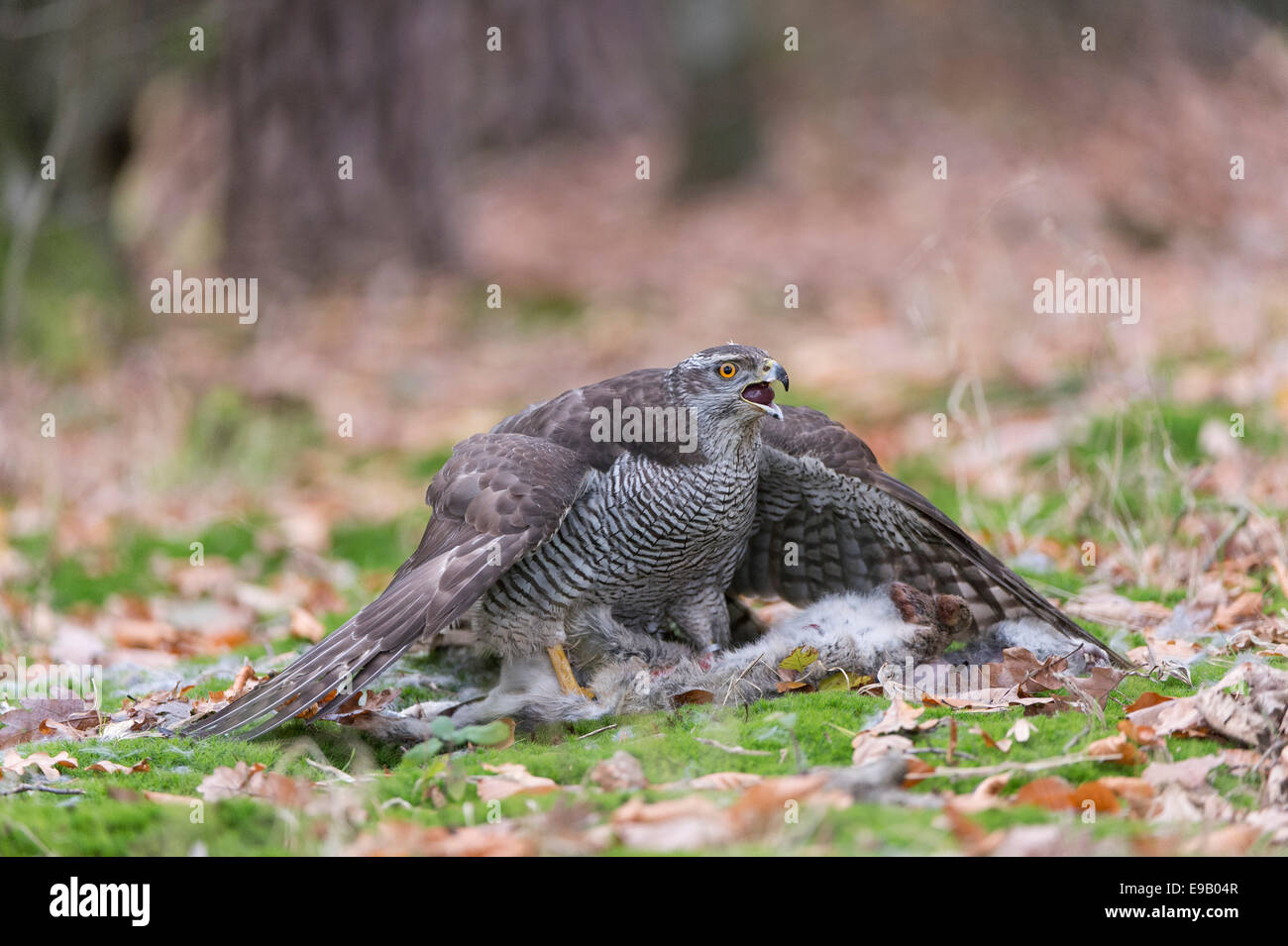 Northern Goshawk (Accipiter gentilis) with prey, rabbit, Baden ...