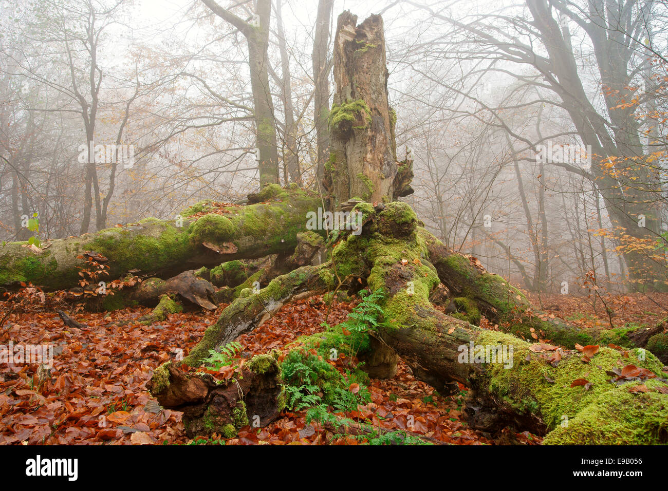 Old Common Beech or European Beech (Fagus sylvatica), ancient forest of ...