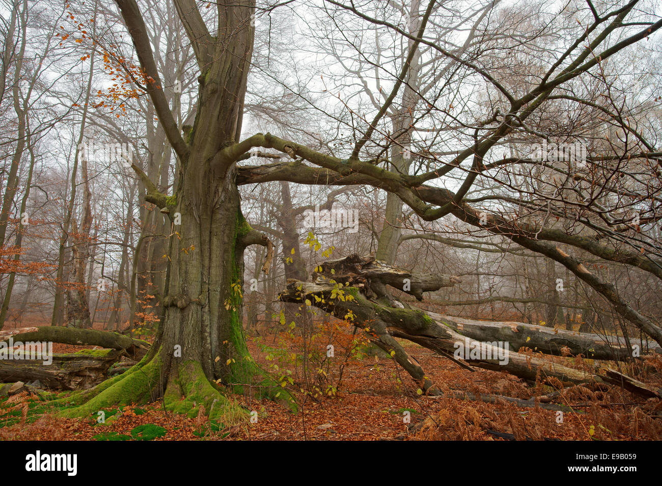 Ancient beech tree fagus sylvatica hi-res stock photography and images ...