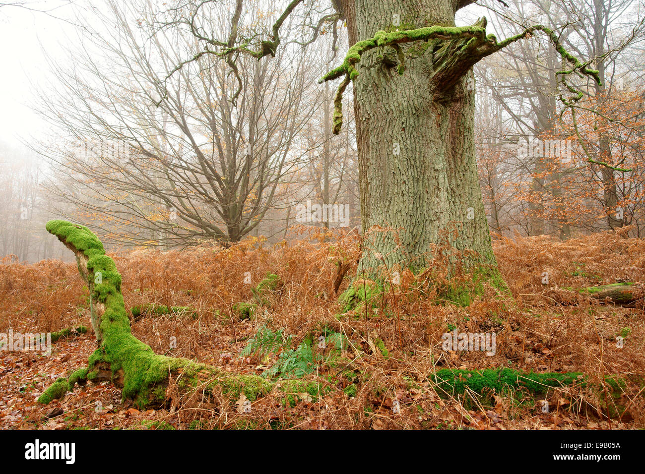 Pedunculate oak english oak quercus robur hi-res stock photography and ...