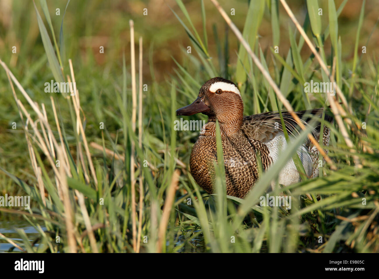 Garganey (Anas querquedula), drake, Strohauser Plate river island ...