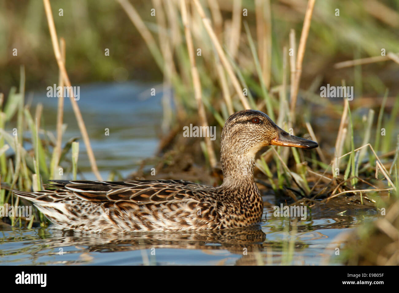 Female teal duck anas hi-res stock photography and images - Alamy
