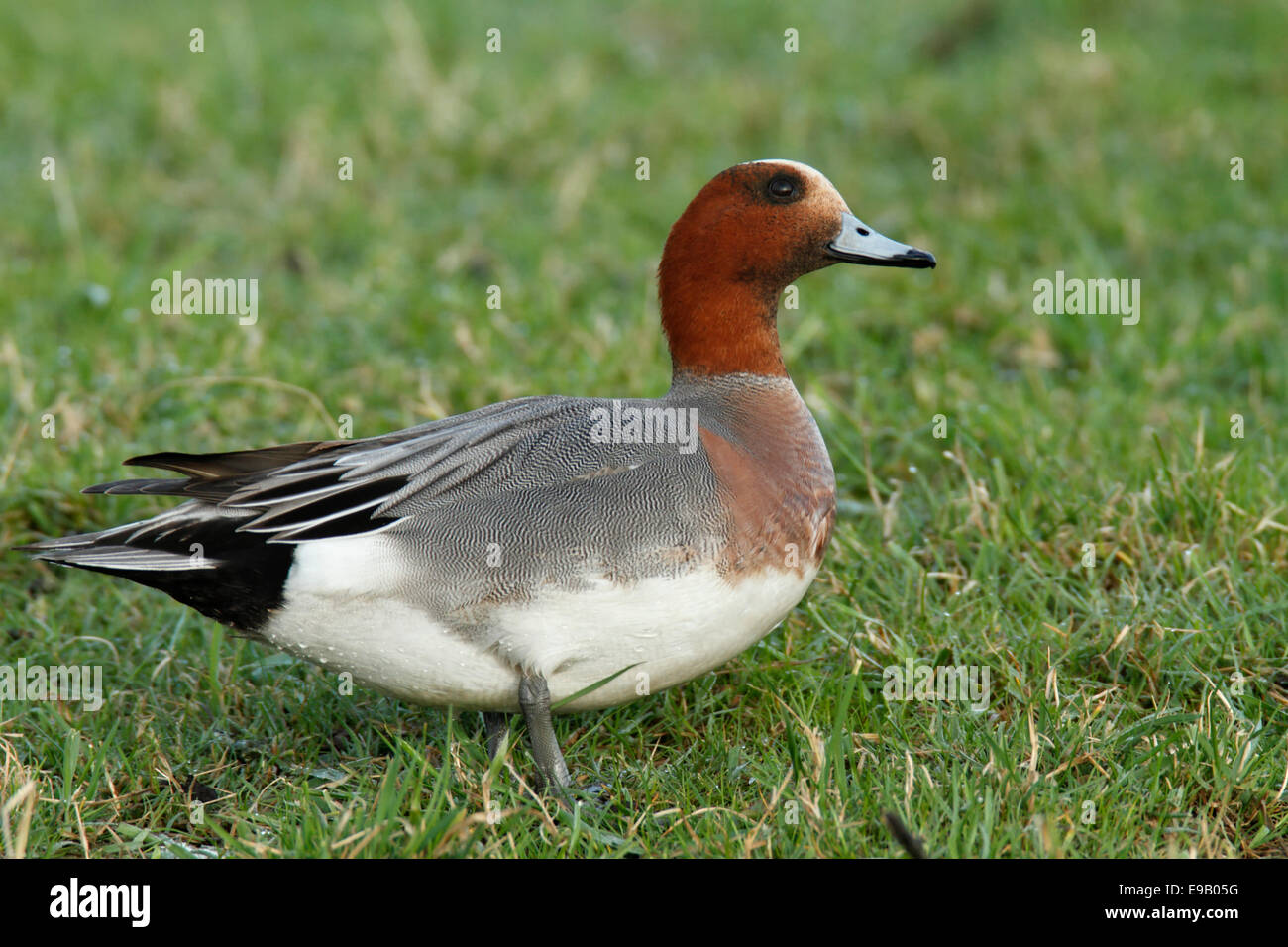 Eurasian Wigeon (Anas penelope), drake, Strohauser Plate river island ...
