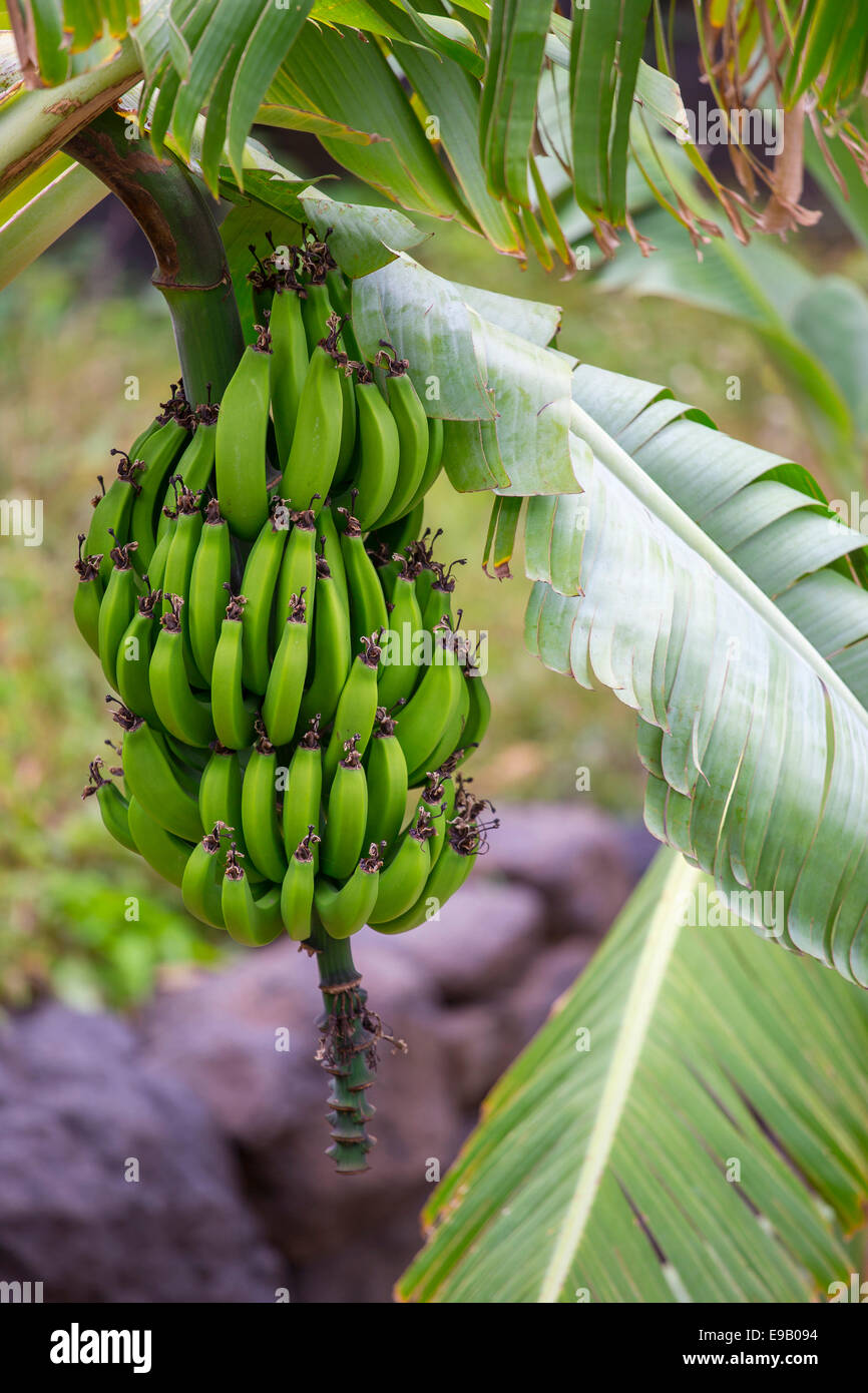 Bunch of bananas on a banana tree, banana plantation, Casa de la Seda ...