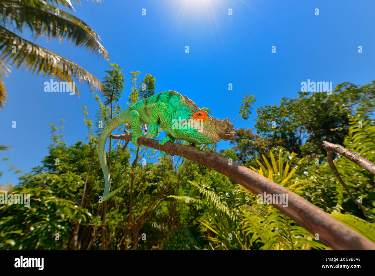 Parson's Chameleon (Calumma parsonii), Tampolo Forest Reserve ...