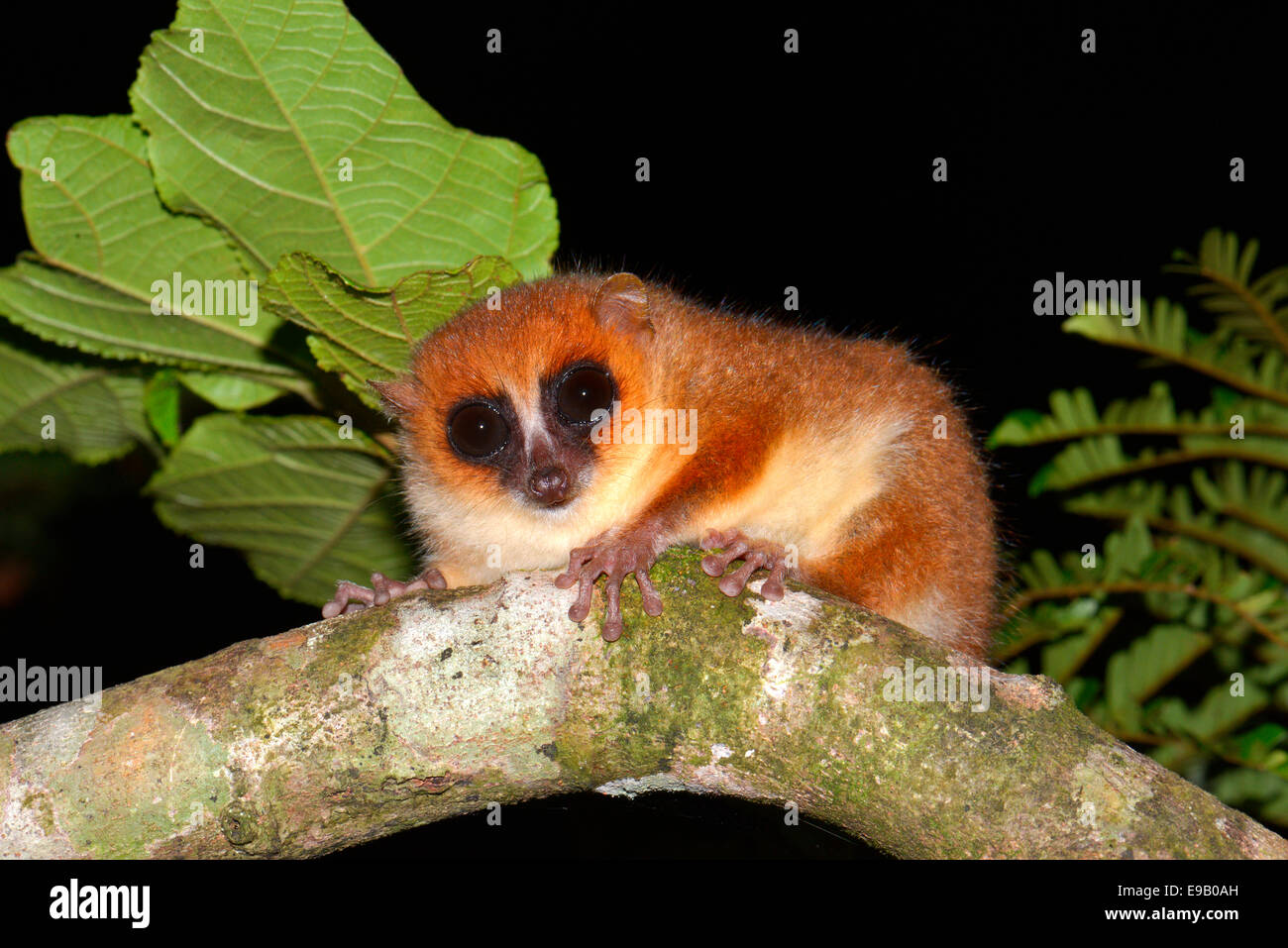 Brown mouse lemur (Microcebus rufus), Masoala National Park, Madagascar ...
