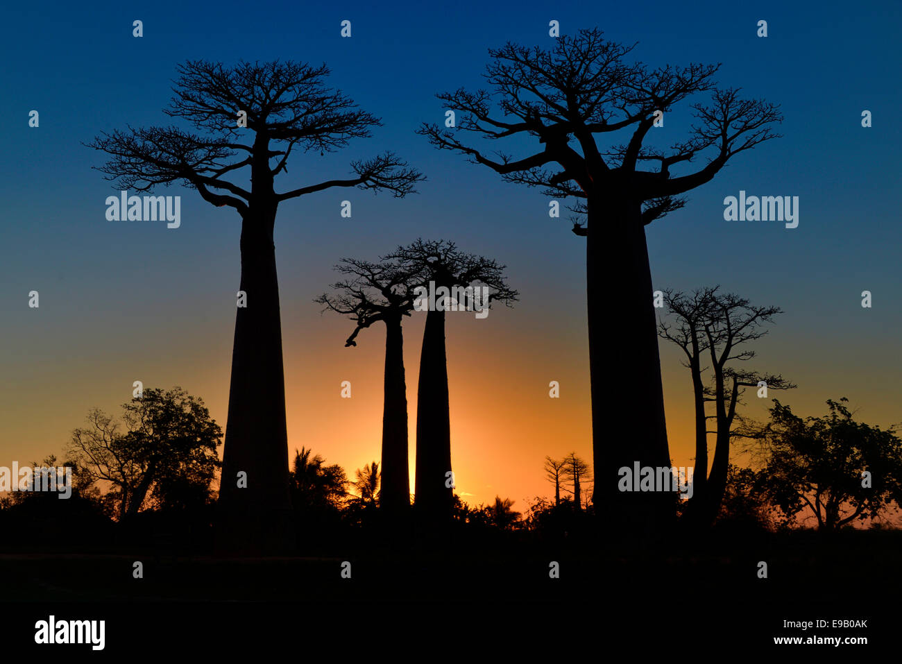 Grandidier's Baobab or Baobab Trees (Adansonia grandidieri) on the ...