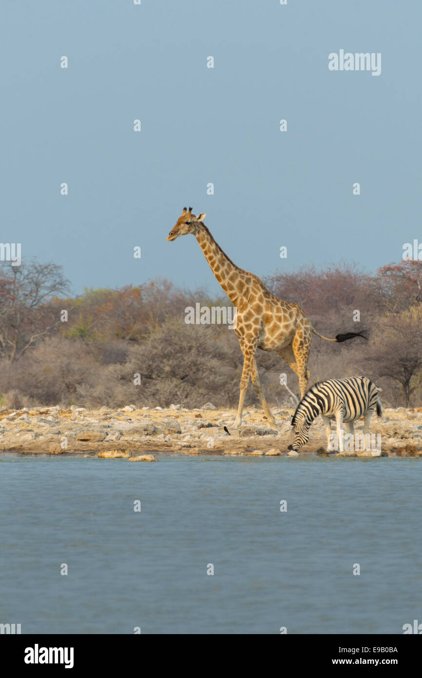 Giraffe, zebra, waterhole hi-res stock photography and images - Alamy