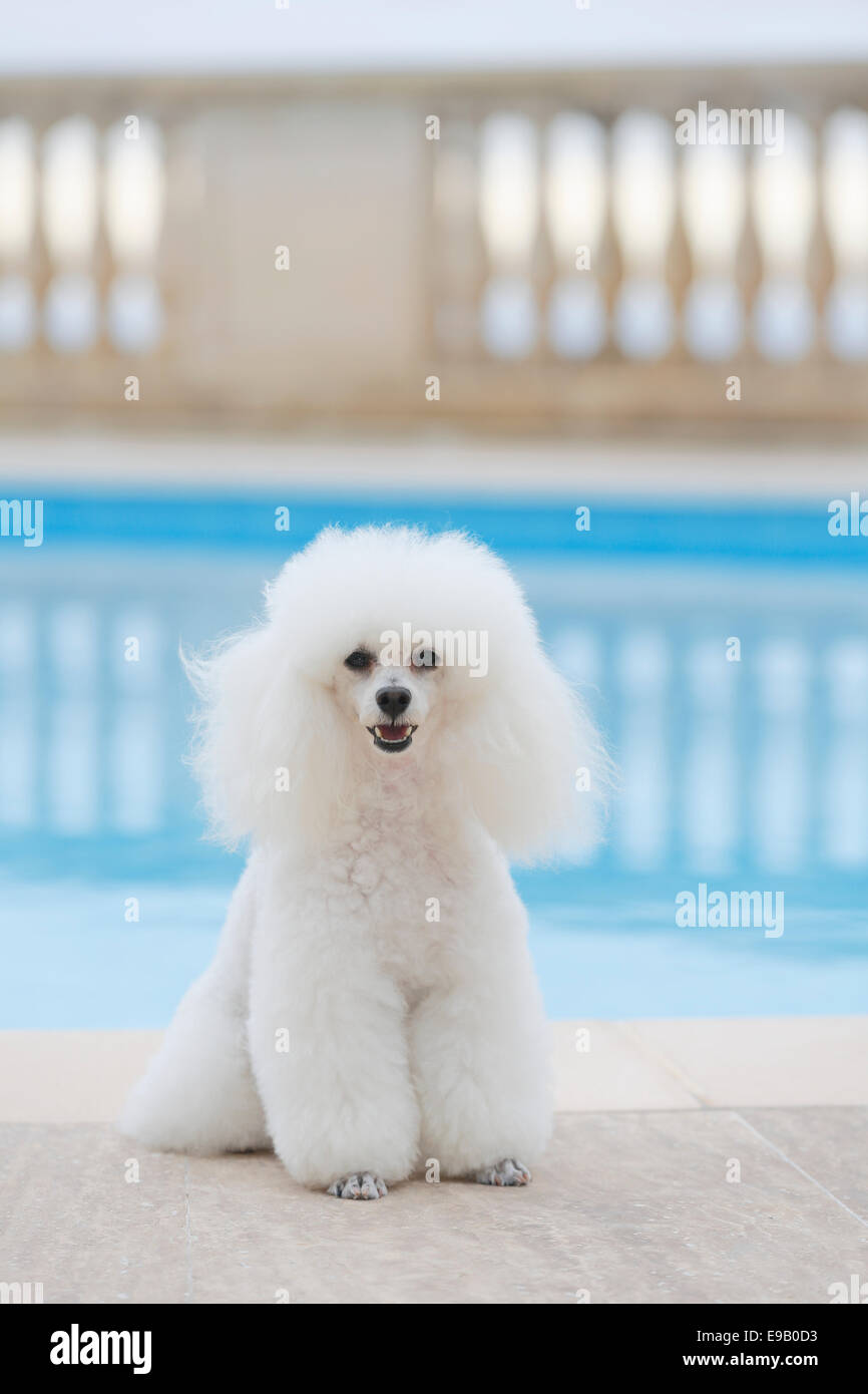 White poodle at a swimming pool Stock Photo - Alamy