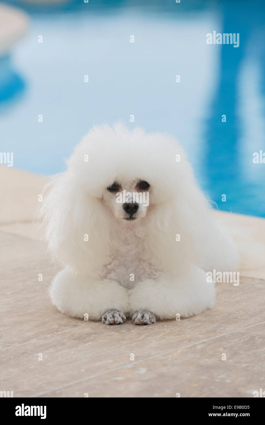 White poodle at a swimming pool Stock Photo - Alamy