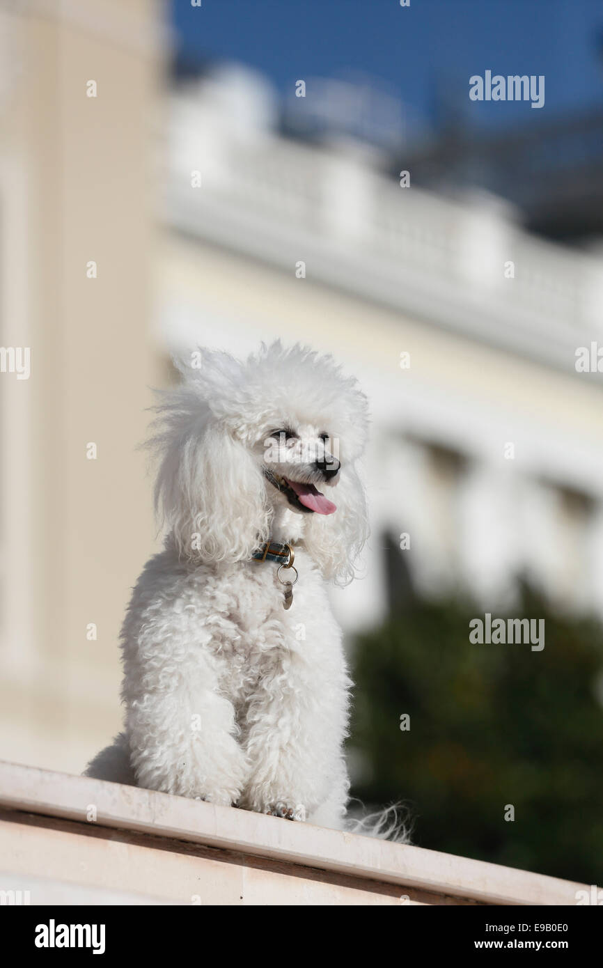 White poodle, Principality of Monaco Stock Photo - Alamy