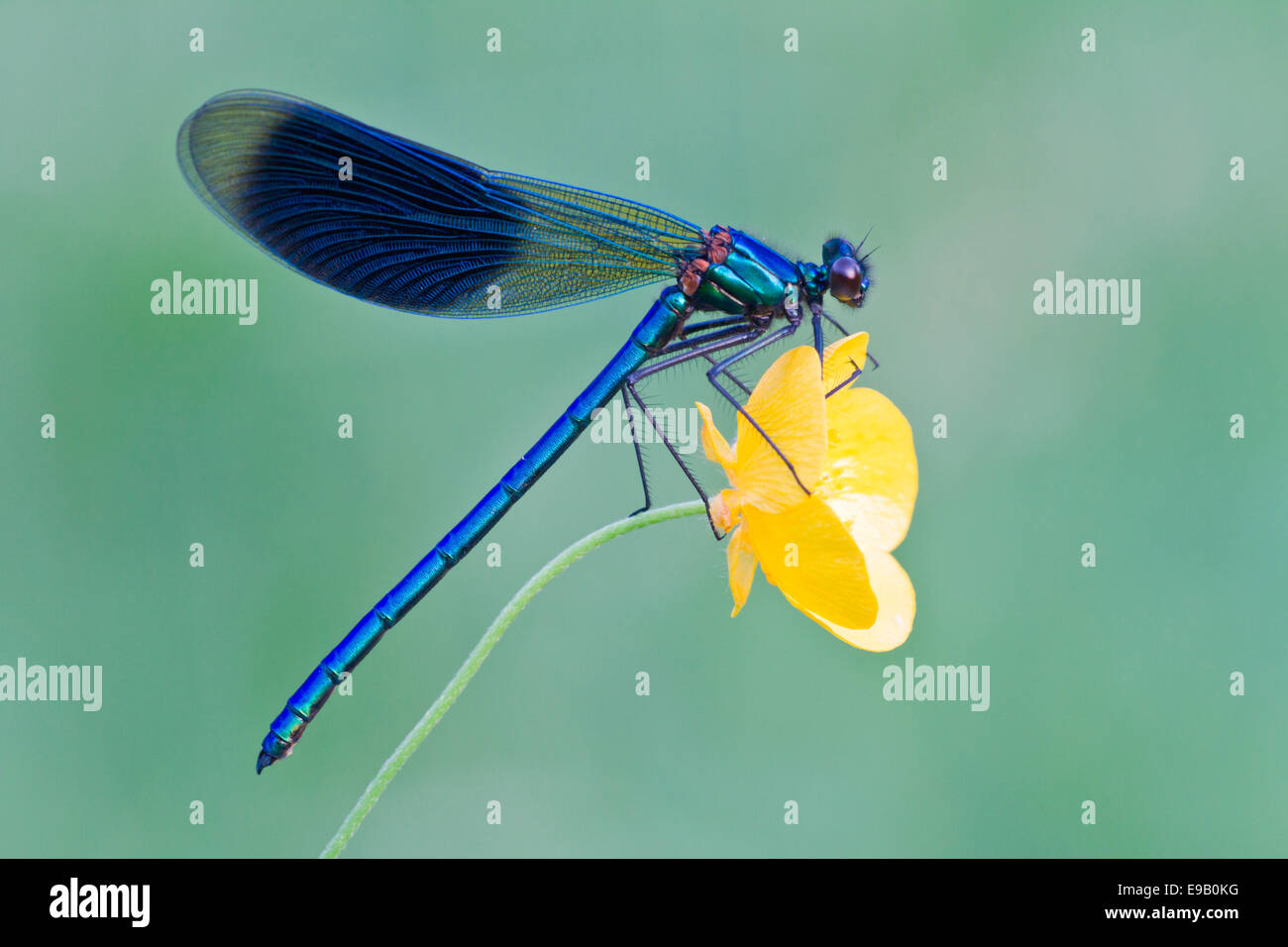 Perched on a buttercup flower hi-res stock photography and images - Alamy