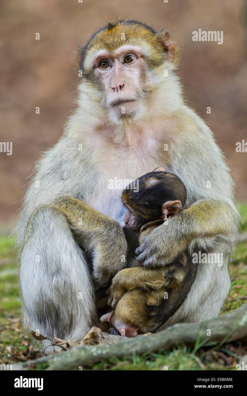 Barbary Macaque (Macaca sylvanus), adult female with young, captive ...