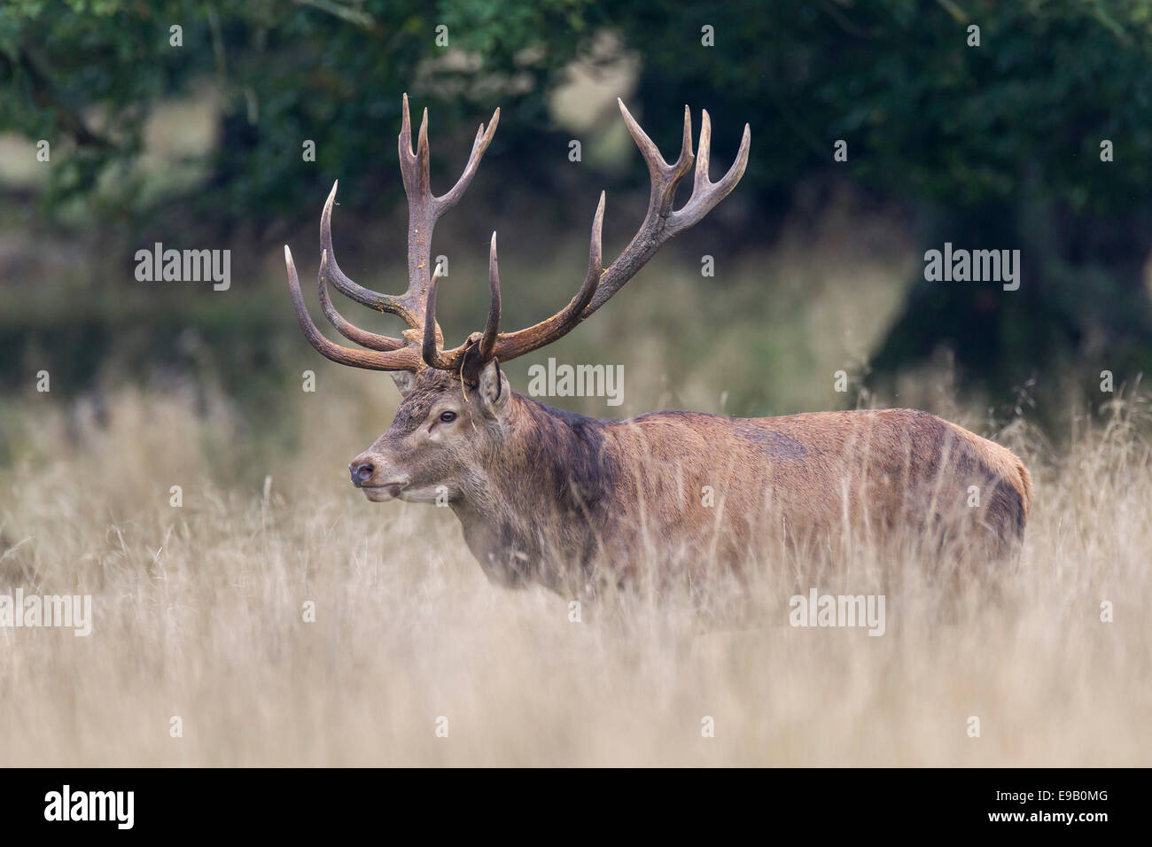 Red Deer (Cervus elaphus), Copenhagen, Denmark Stock Photo - Alamy