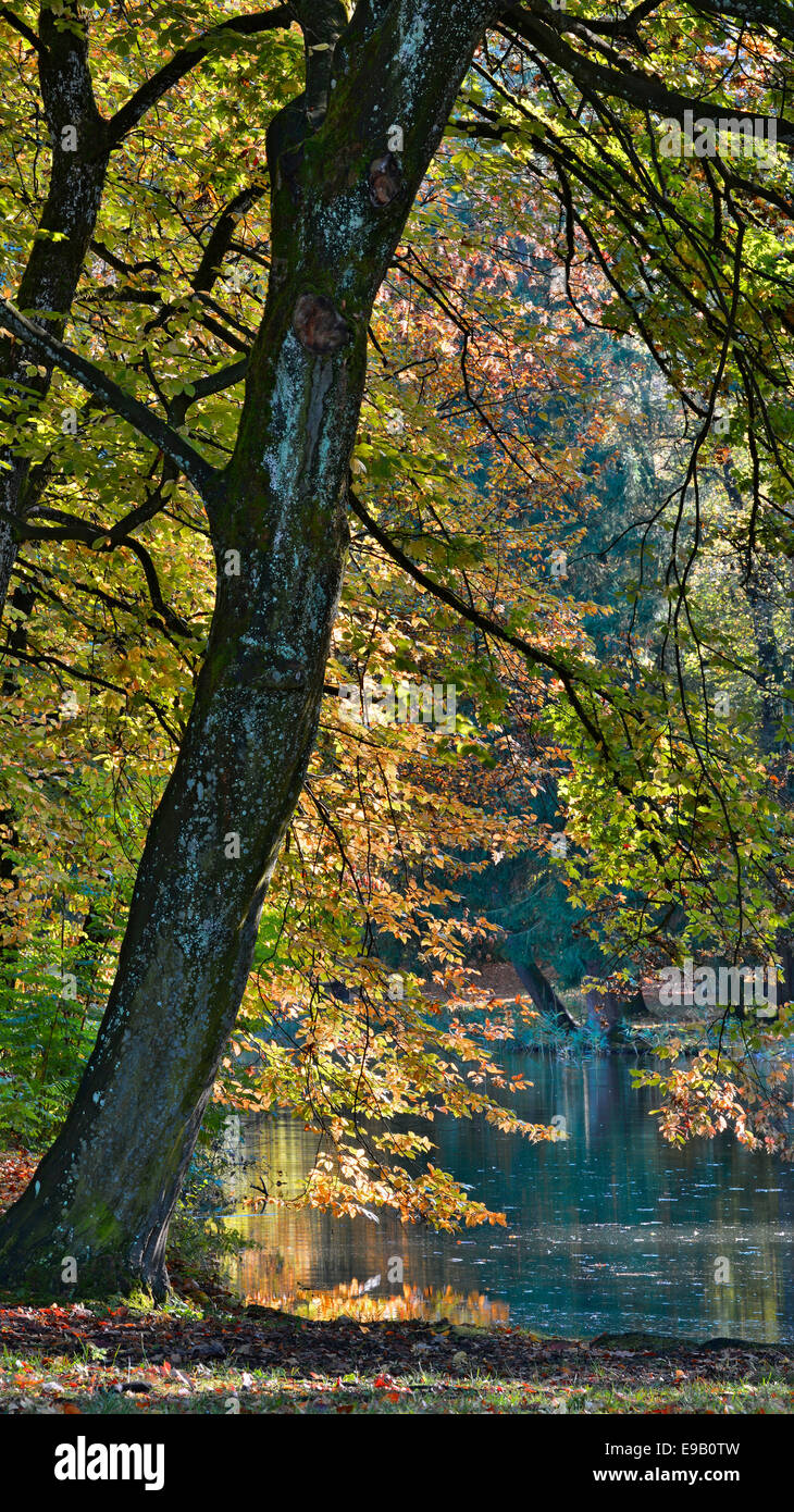 Common beeches hi-res stock photography and images - Alamy