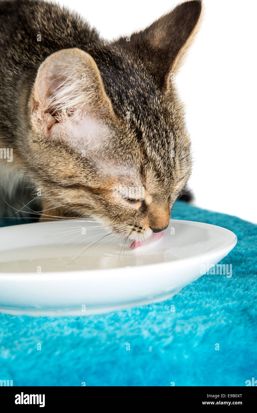 Kitten milk hi-res stock photography and images - Alamy