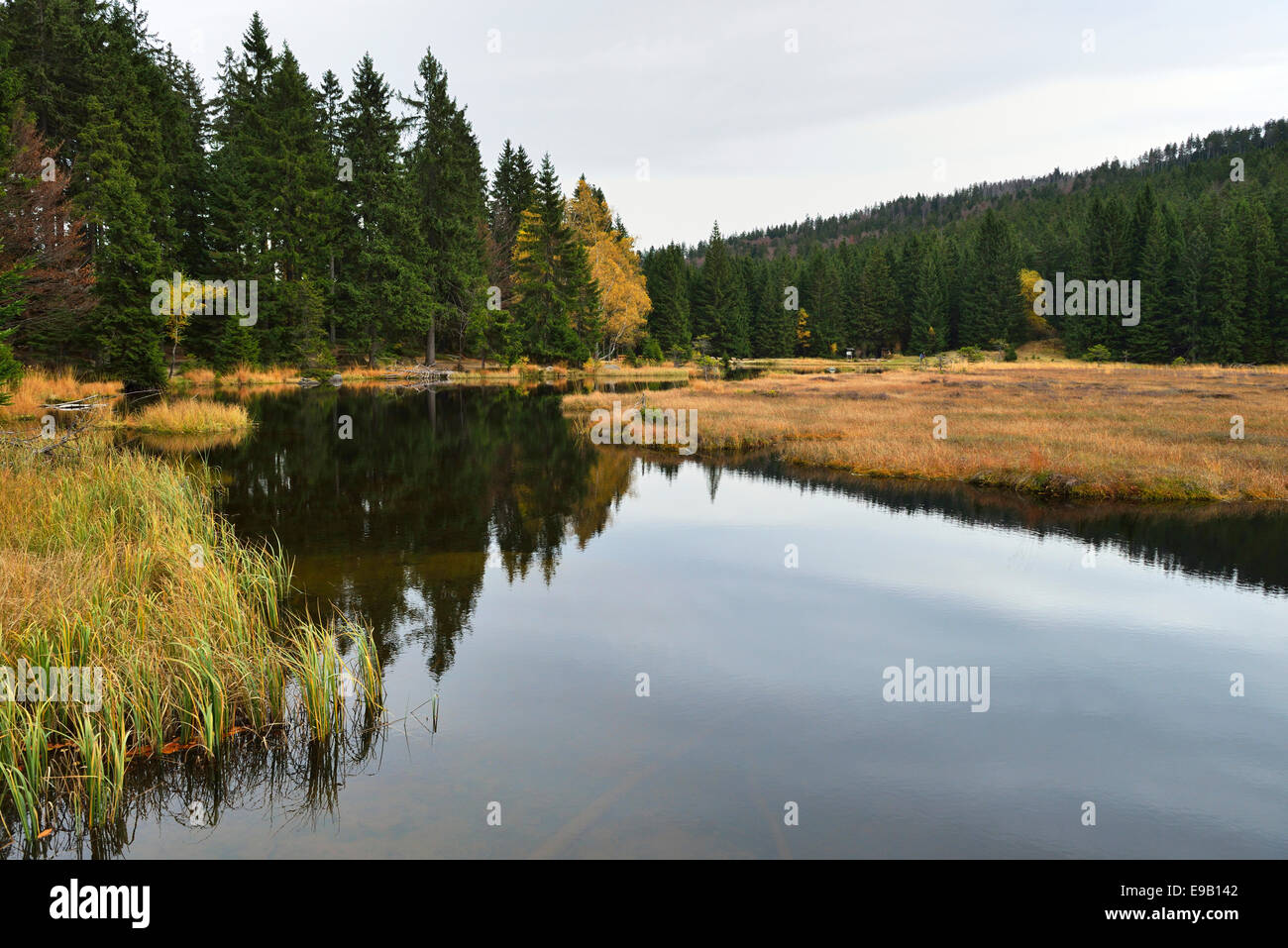 Autumn in the Naturschutzgebiet Kleiner Arbersee nature reserve ...