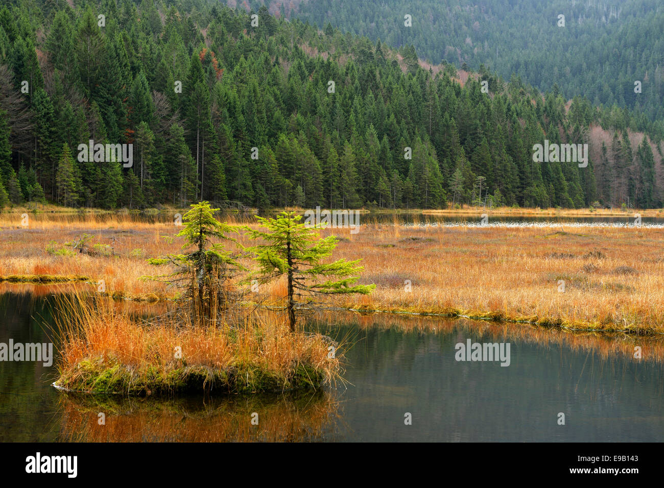 Autumn in the Naturschutzgebiet Kleiner Arbersee nature reserve ...