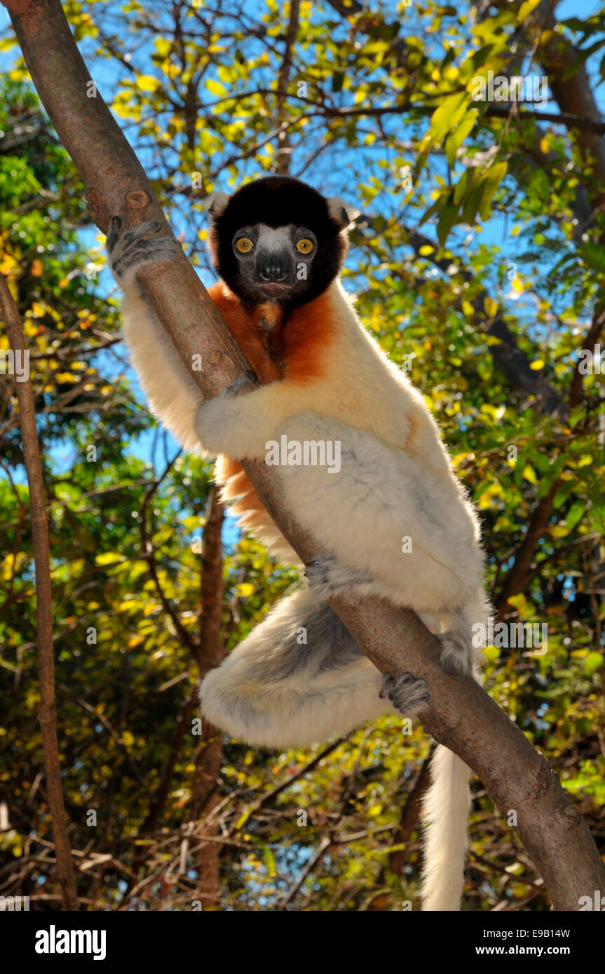 Crowned Sifaka (Propithecus coronatus) clinging to a tree branch ...