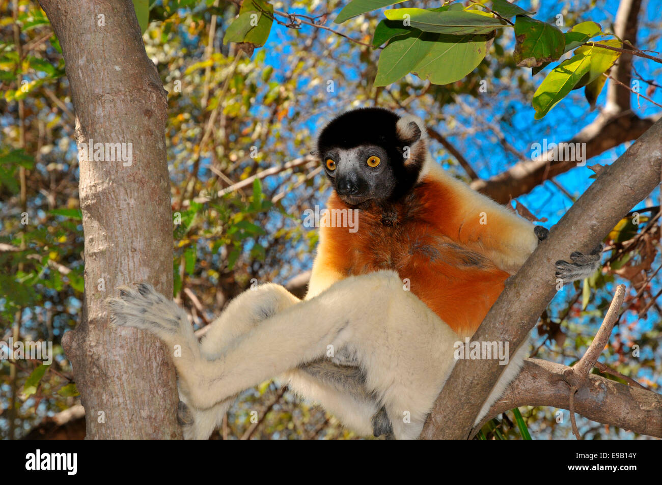 Crowned Sifaka (Propithecus coronatus) on a tree branch, Mahajanga ...