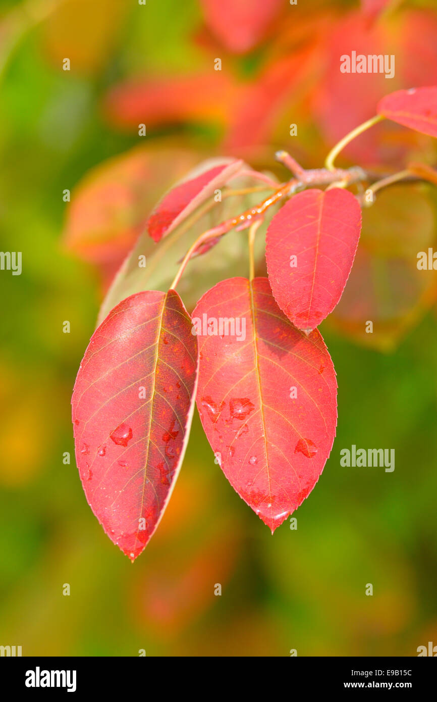 Allegheny Serviceberry (Amelanchier laevis), coloured leaves in autumn ...