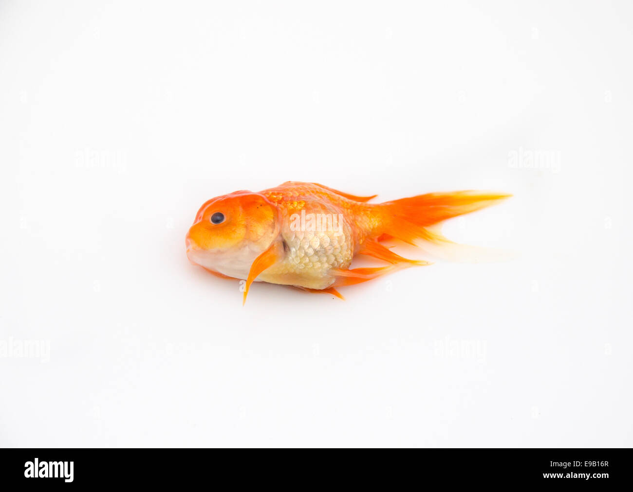 Dead Goldfish Floating In Toilet