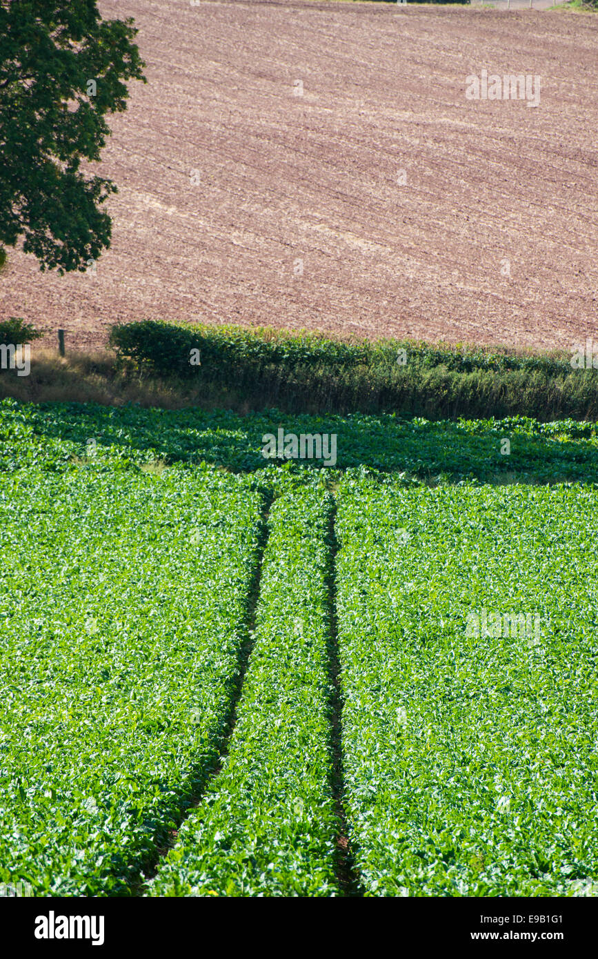 Fields growing crops Stock Photo - Alamy