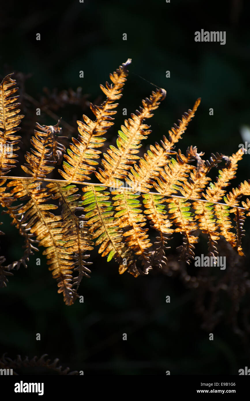 Dying ferns hi-res stock photography and images - Alamy