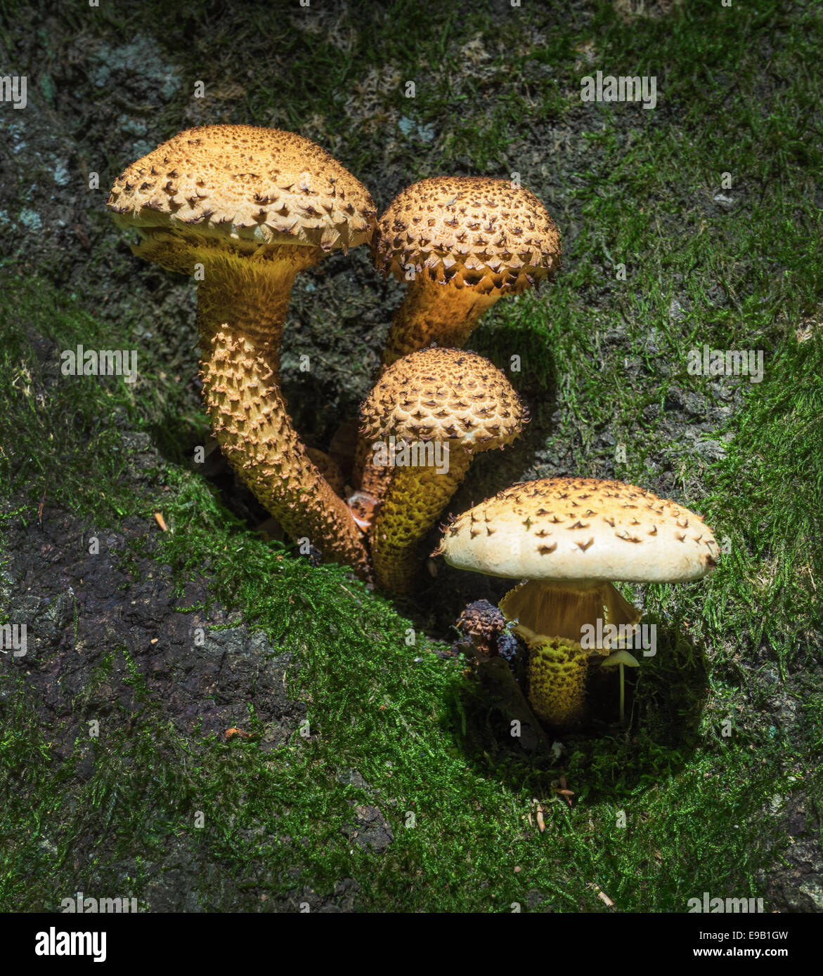 Fungi - Shaggy scalycap - Pholiota squarrosa Stock Photo - Alamy