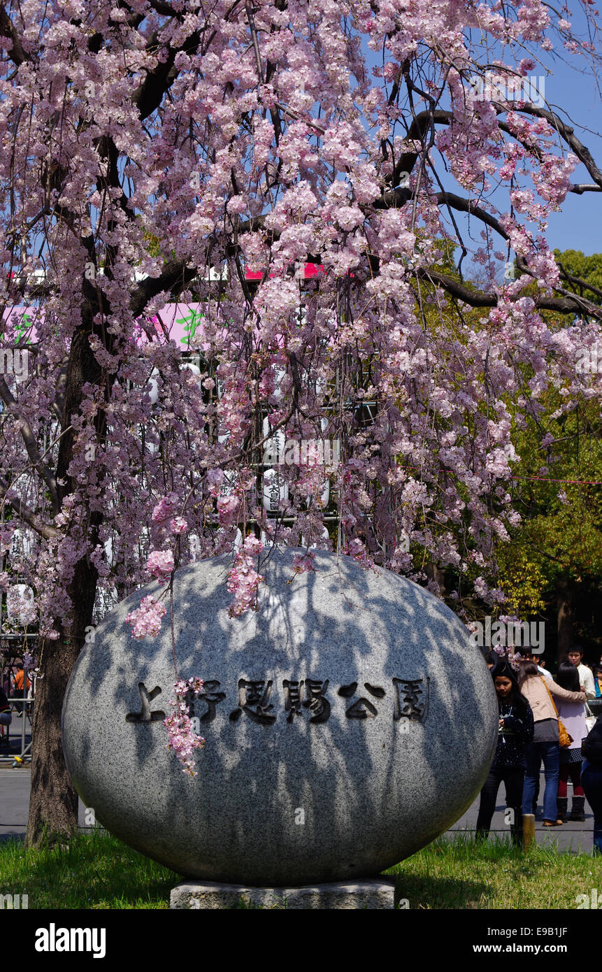 Shidarezakura (Weeping Cherry) Tree in full bloom at the entrance of ...
