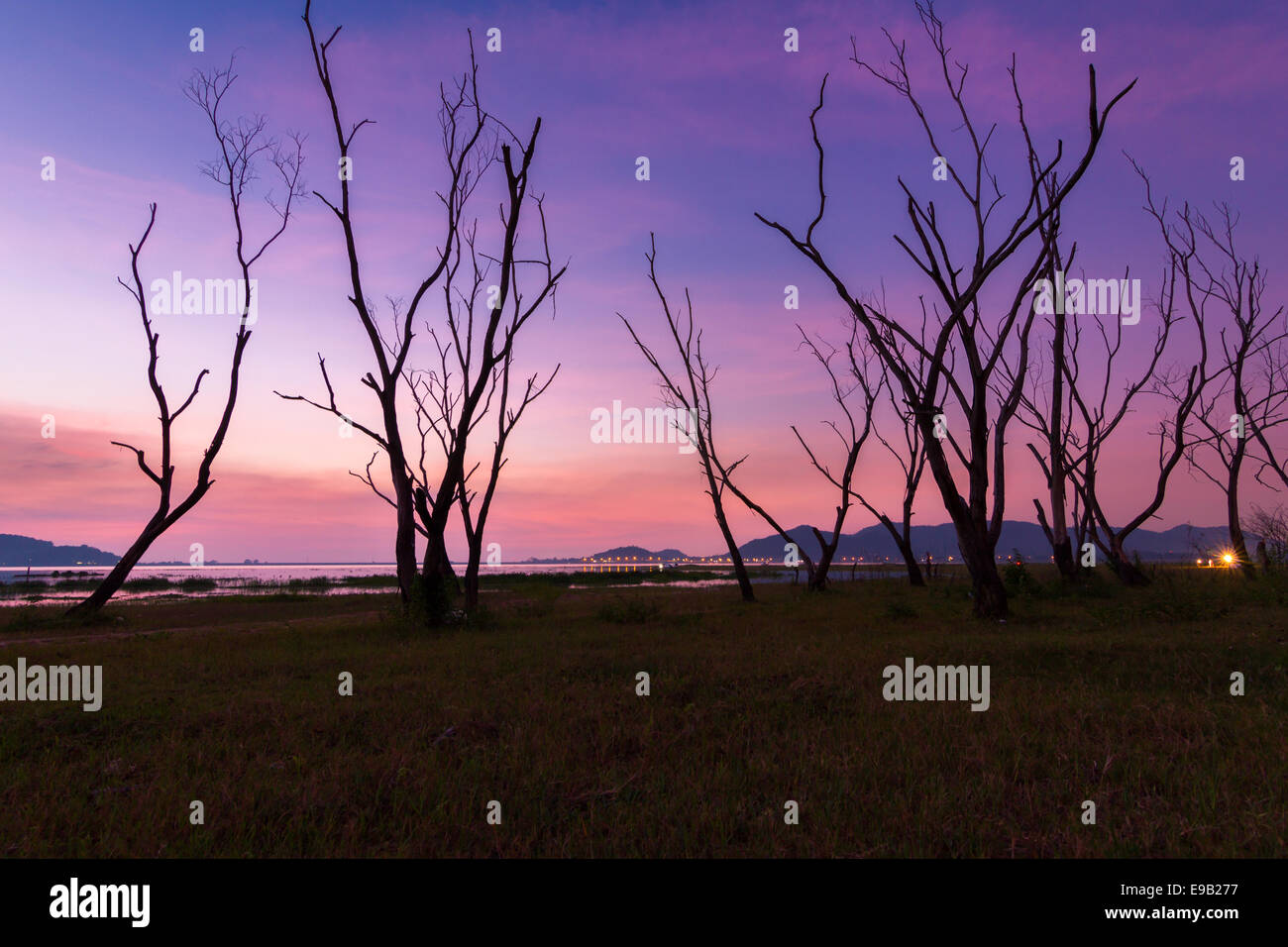 Twilight tree hi-res stock photography and images - Alamy