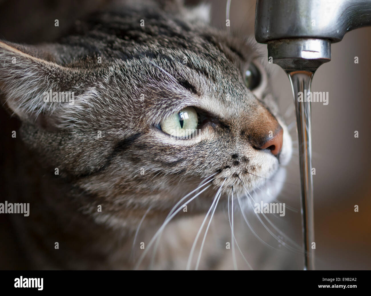 Cat drinking water hi-res stock photography and images - Alamy