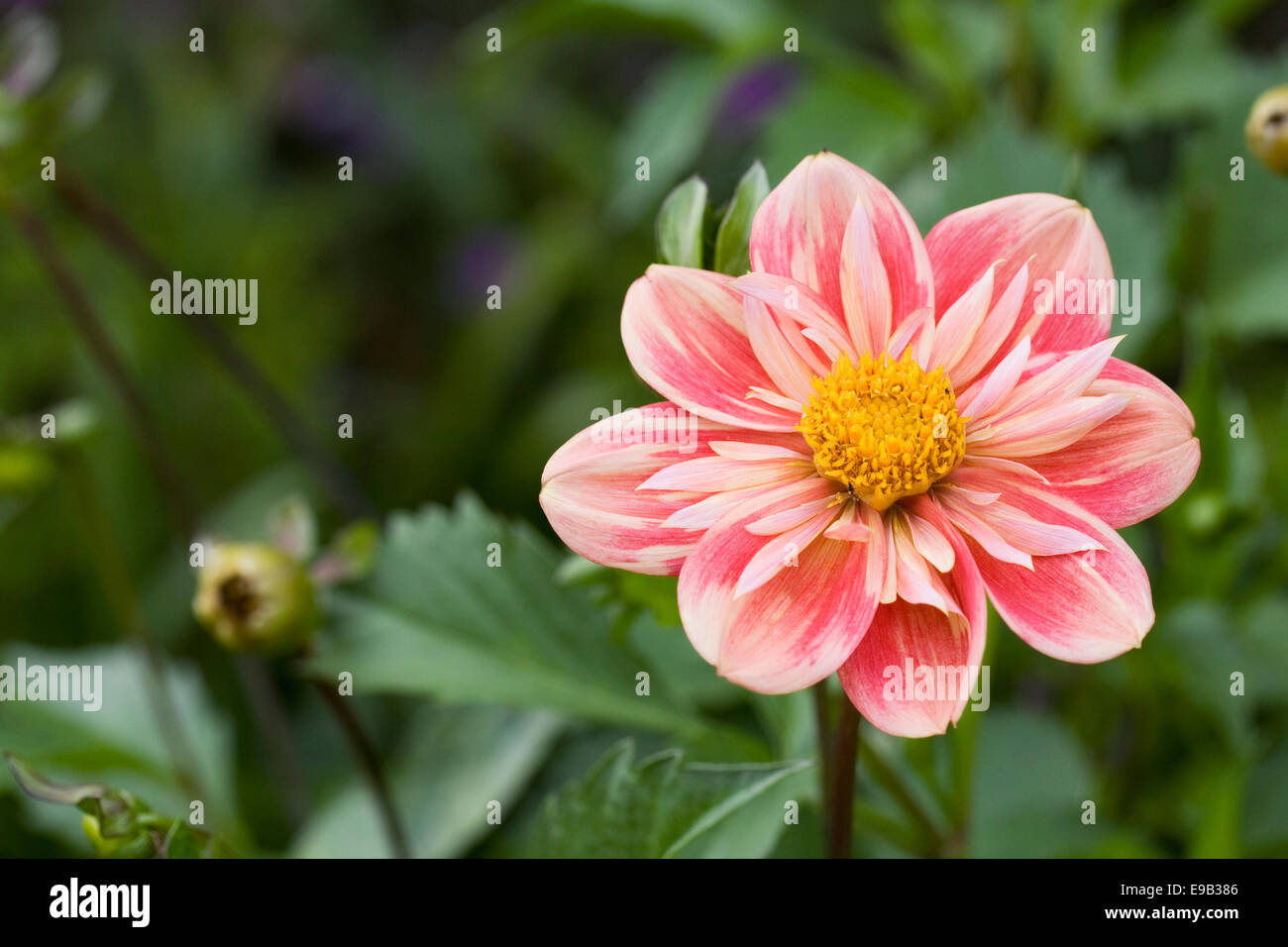 Collarette hi-res stock photography and images - Alamy