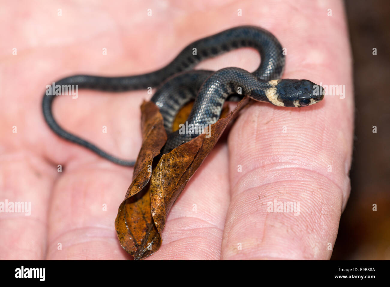 Snake in hand hi-res stock photography and images - Alamy