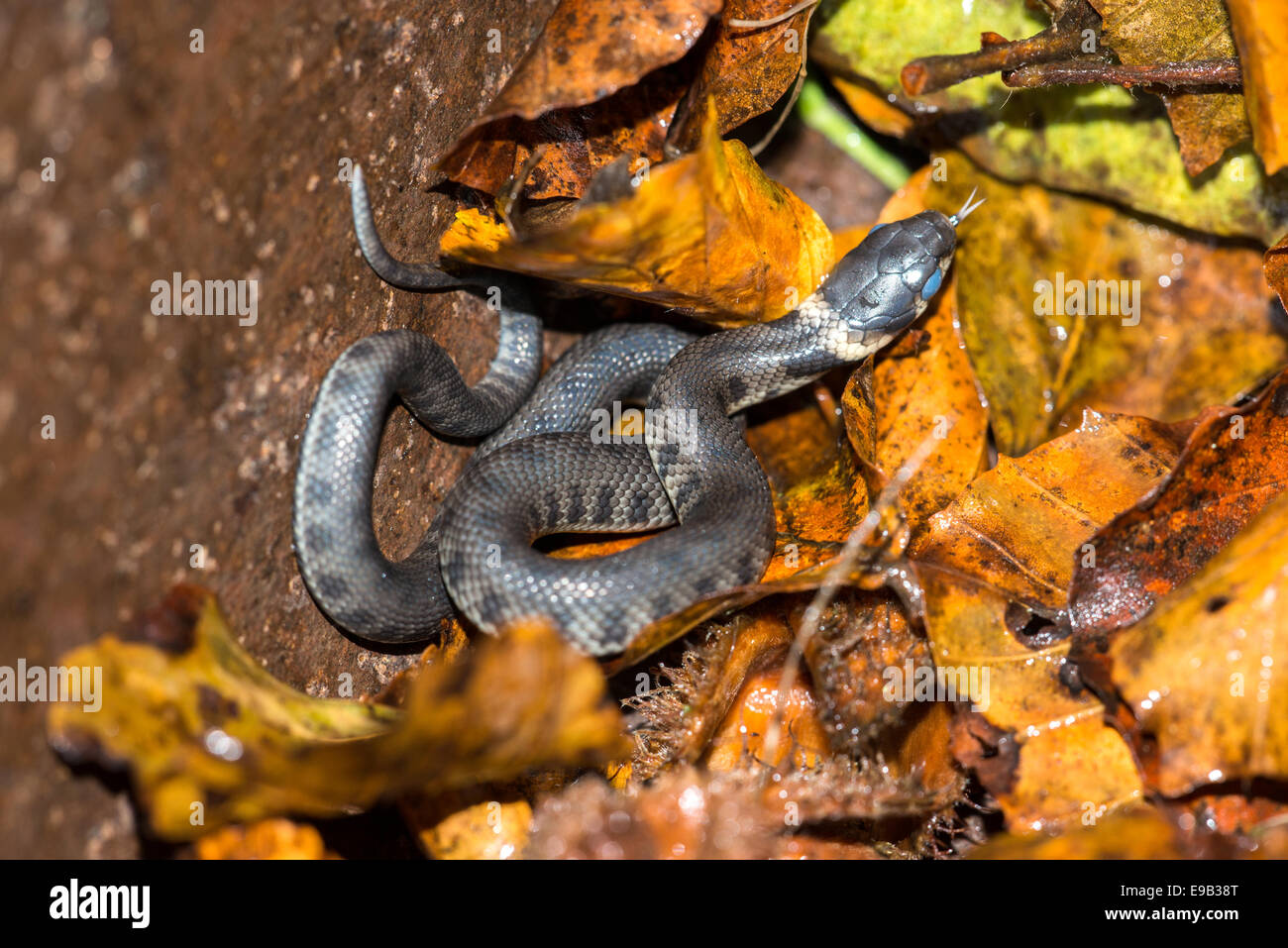 Young Grass snake in leaf litter Stock Photo - Alamy