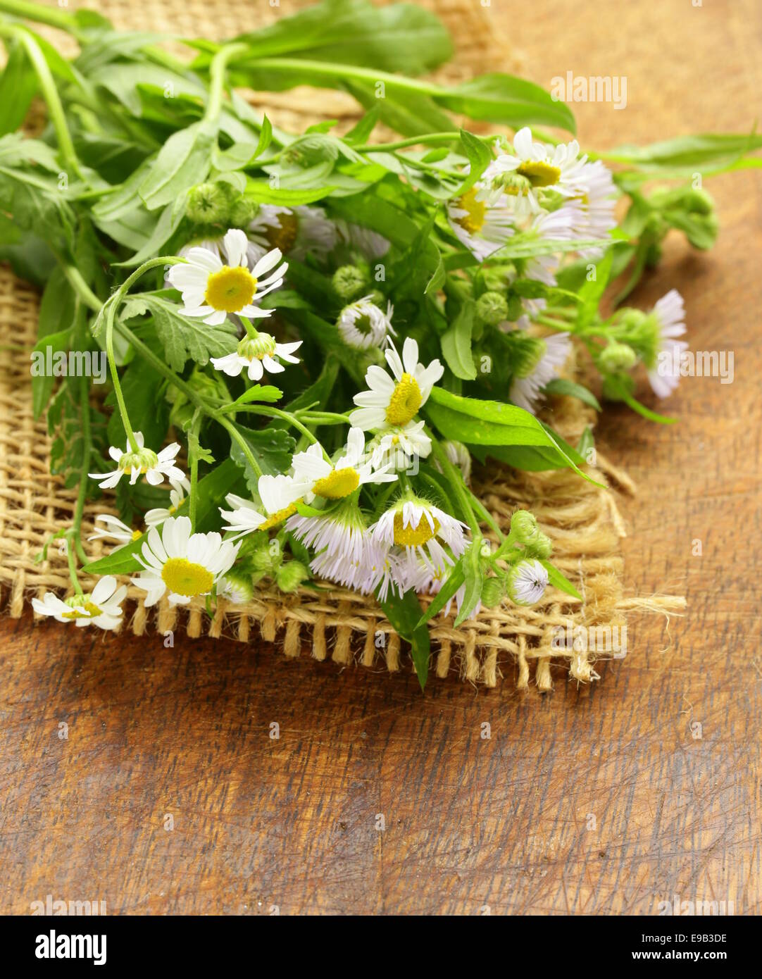 natural fresh daisy wildflowers on wooden background Stock Photo - Alamy