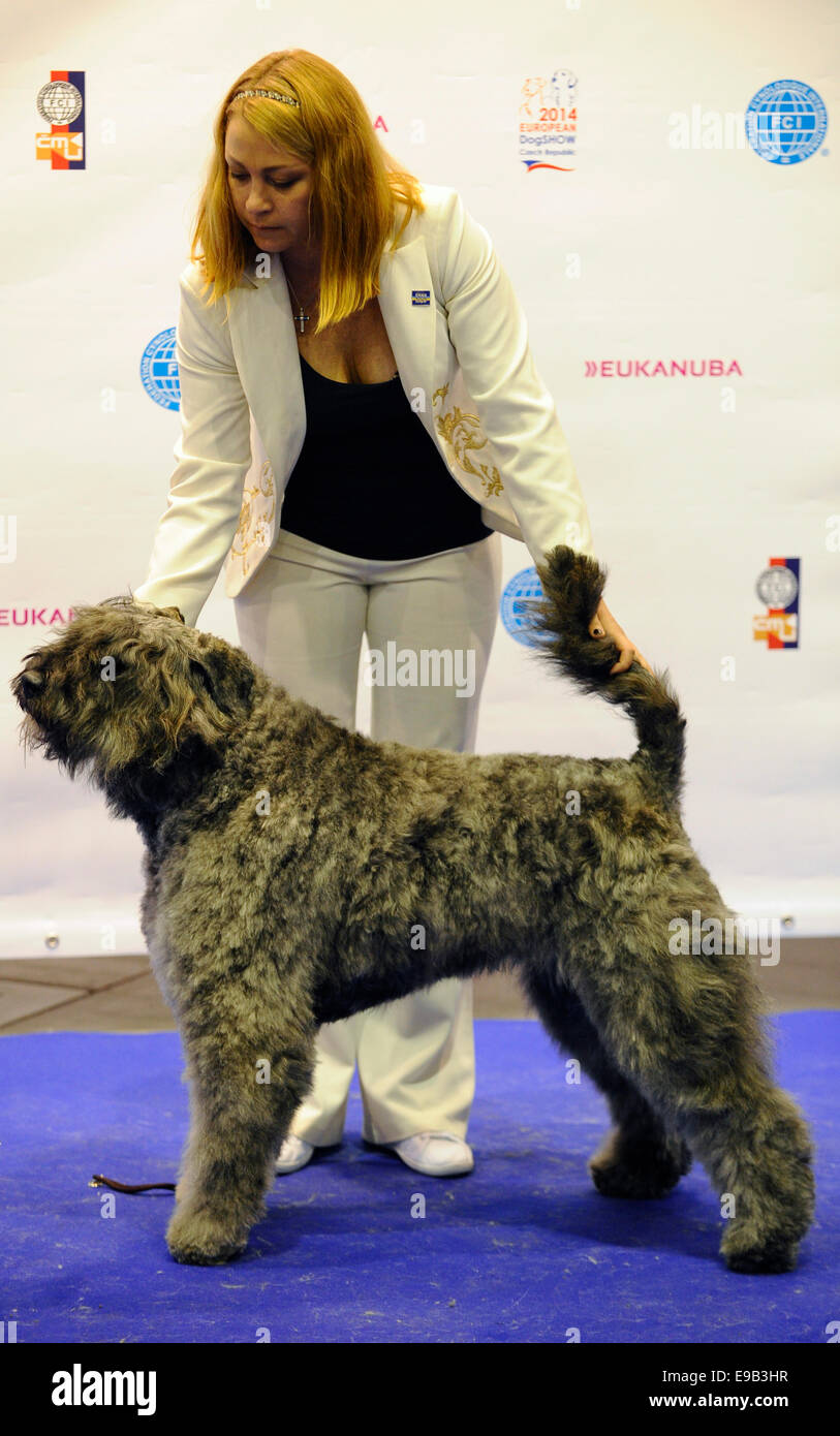 Brno, Czech Republic. 23rd Oct, 2014. The European Dog Show for dogs of ...