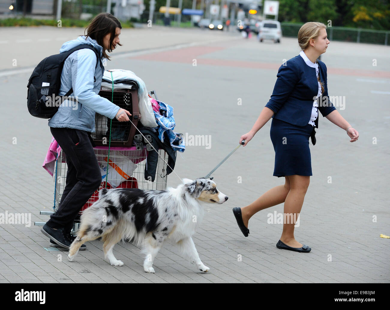 Brno, Czech Republic. 23rd Oct, 2014. The European Dog Show for dogs of ...