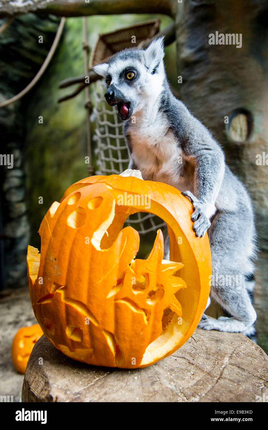 Prague, Czech Republic. 23rd Oct, 2014. A lemur catta examines a ...