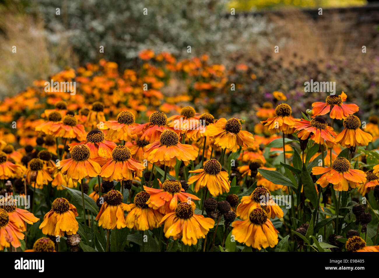 Helenium Sahins Early Flowerer Stock Photo - Alamy