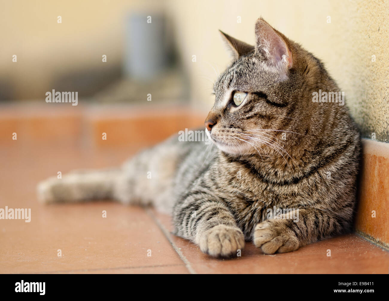 Cat side profile hi-res stock photography and images - Alamy