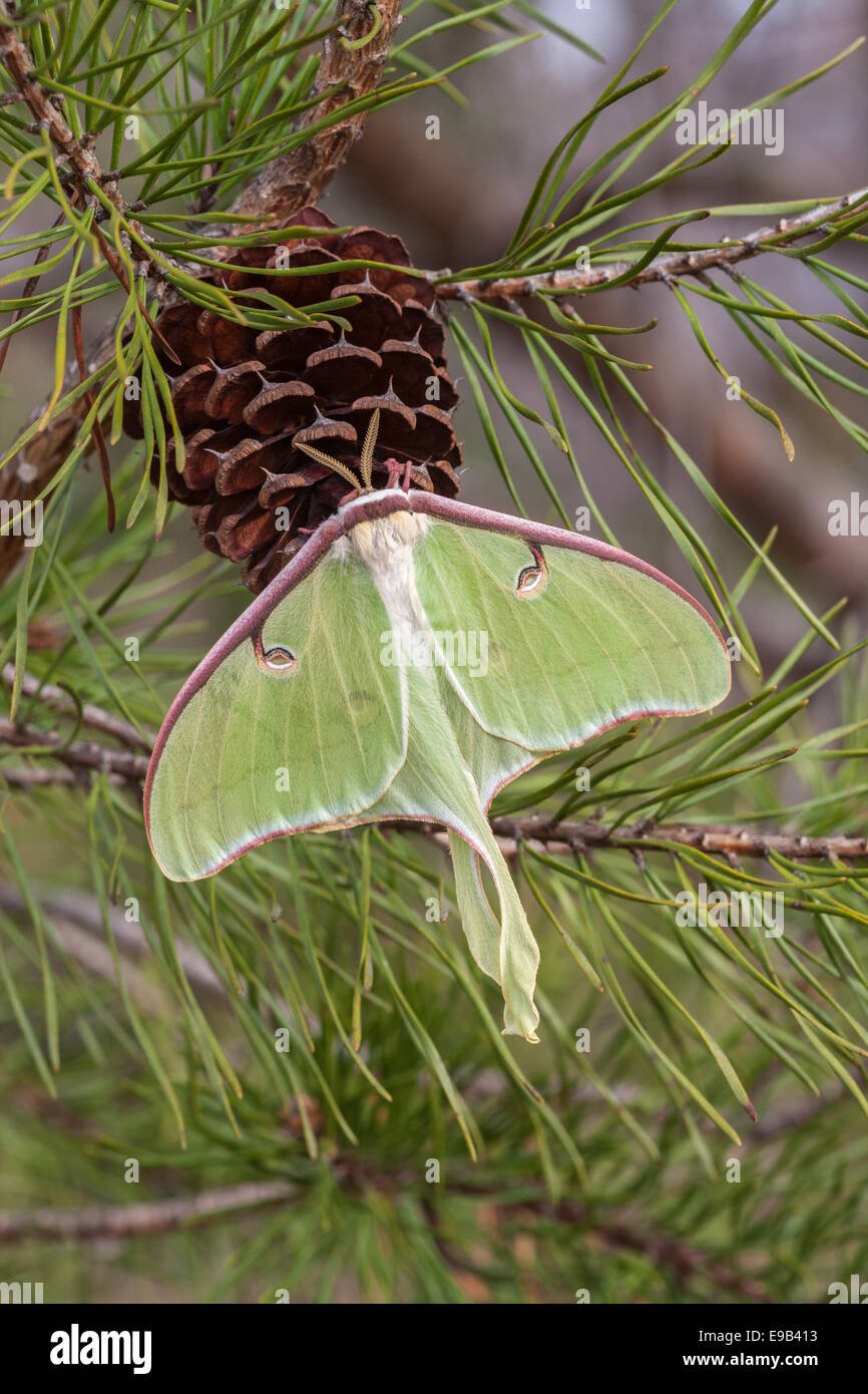 Luna Moth female hanging on a Virginia pine cone. Sumter National ...